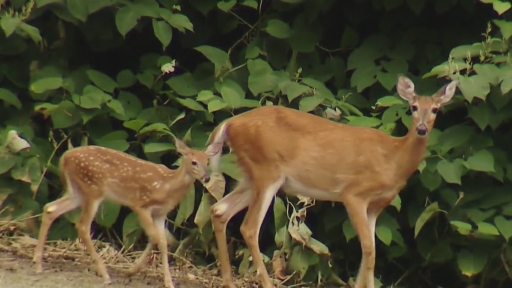 How the Pittsburgh area's drought could push deer towards your yard