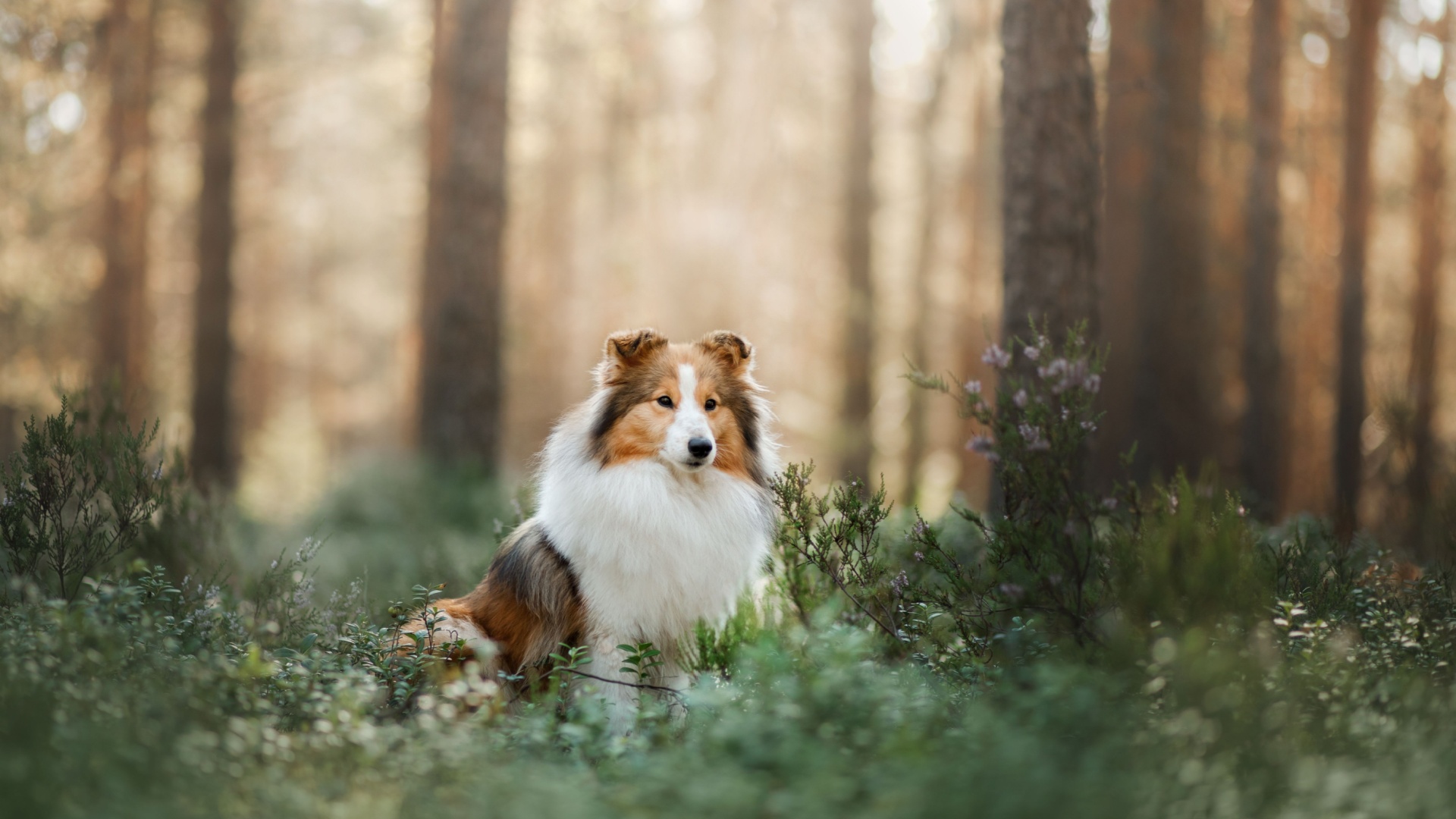 9 Dog Breeds That Herd Without Being Told