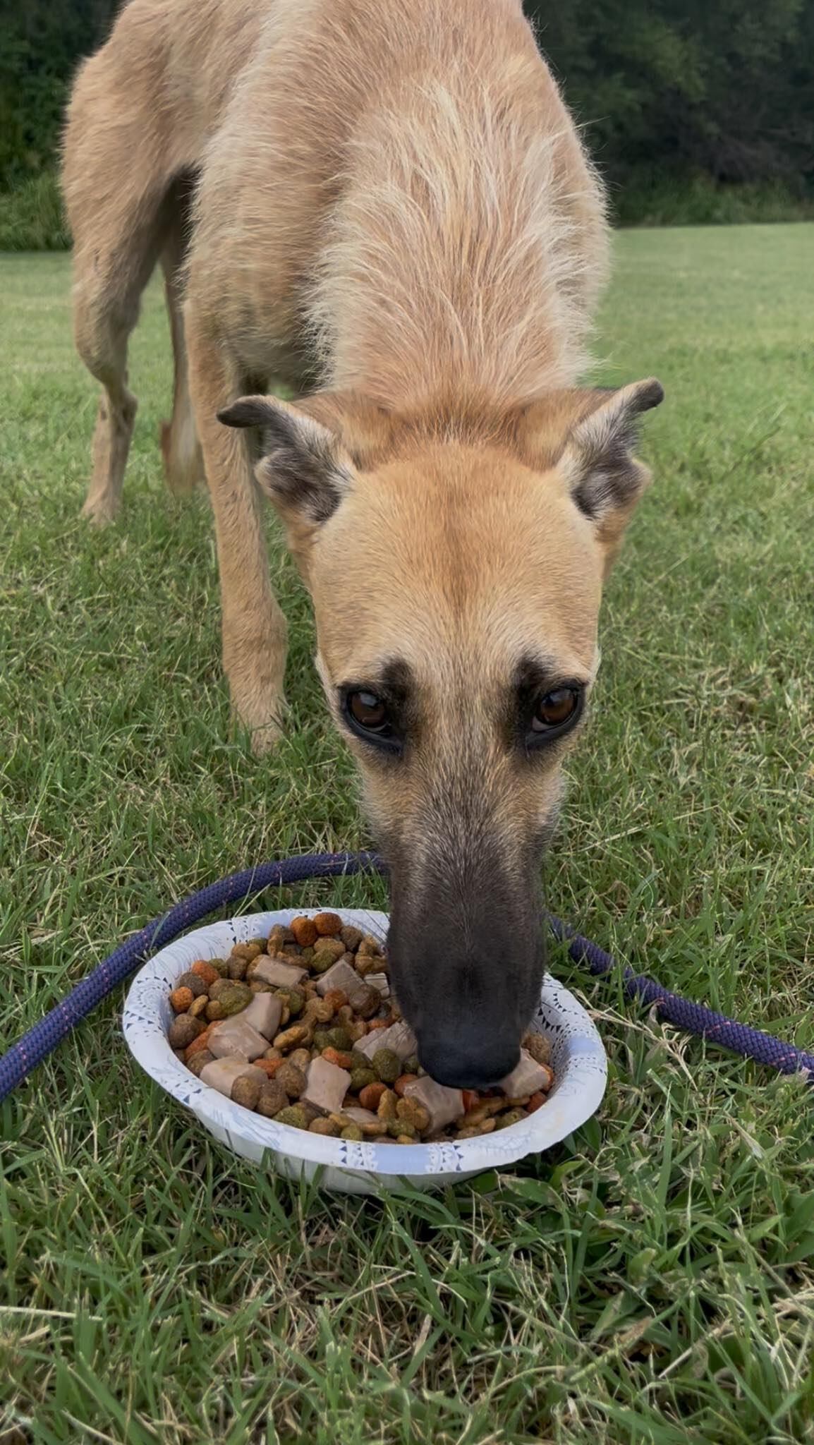 Wade Returns: Dog lost for two years found in Arkansas City