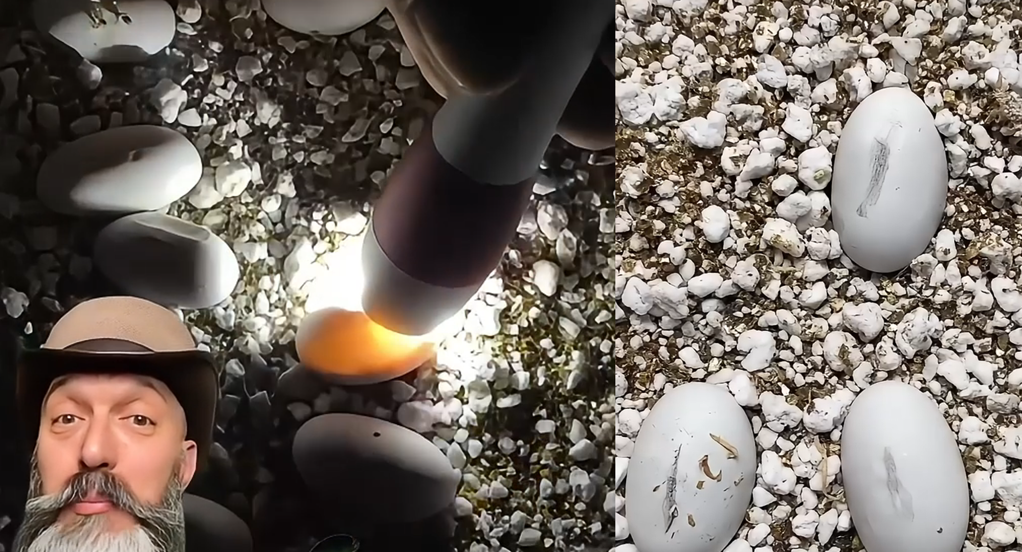 Tri-Color Hognose Eggs!