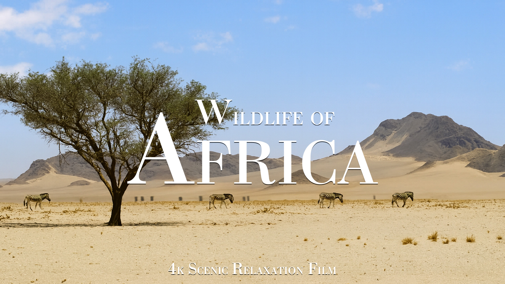 The Wildlife of Africa – Elephants and Namibia’s Fauna in 4K
