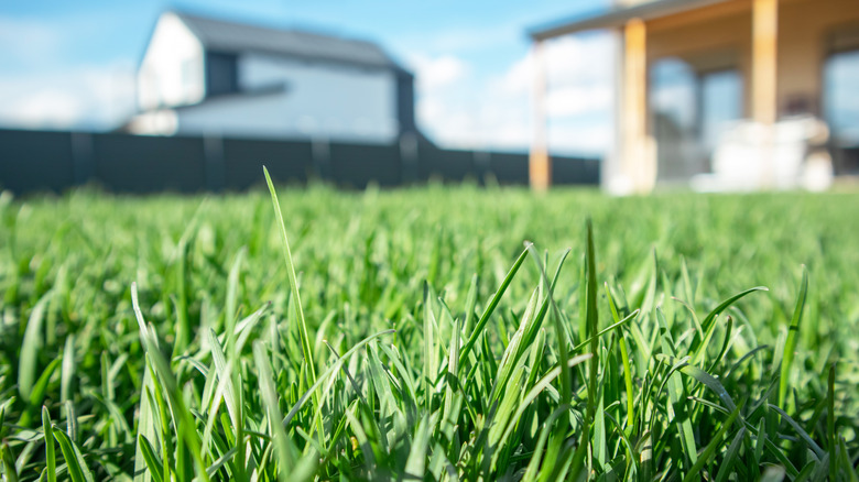 How To Fertilize Your Lawn For Lush, Green Grass