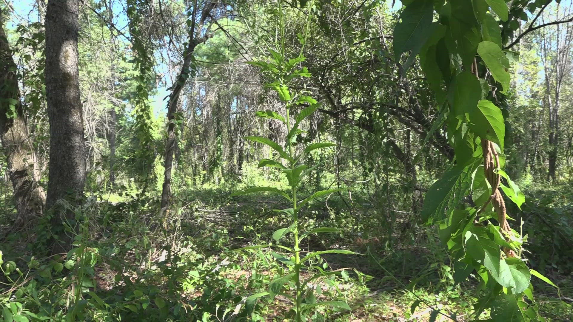 This invasive, fast-growing vine could pose a major threat to Maine's ...