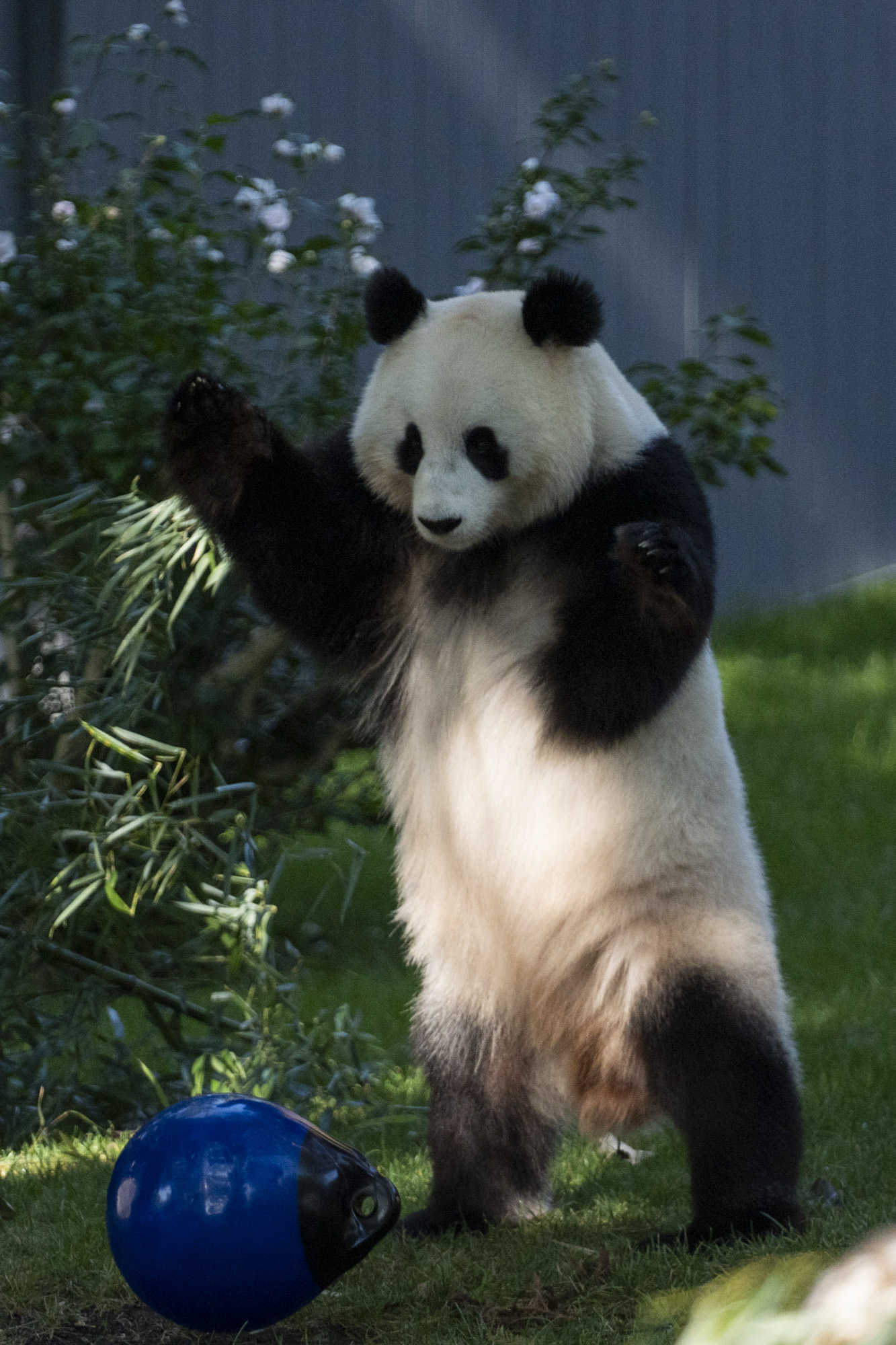 Partygoers flock to zoo in D.C. for an adorable panda birthday bash