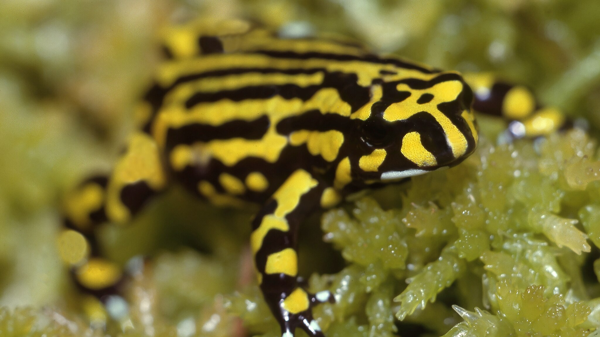 Gene editing lets scientists alter wild animal DNA for conservation ...