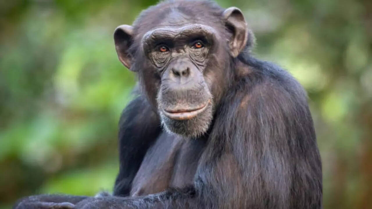 5 animals that act like humans and why