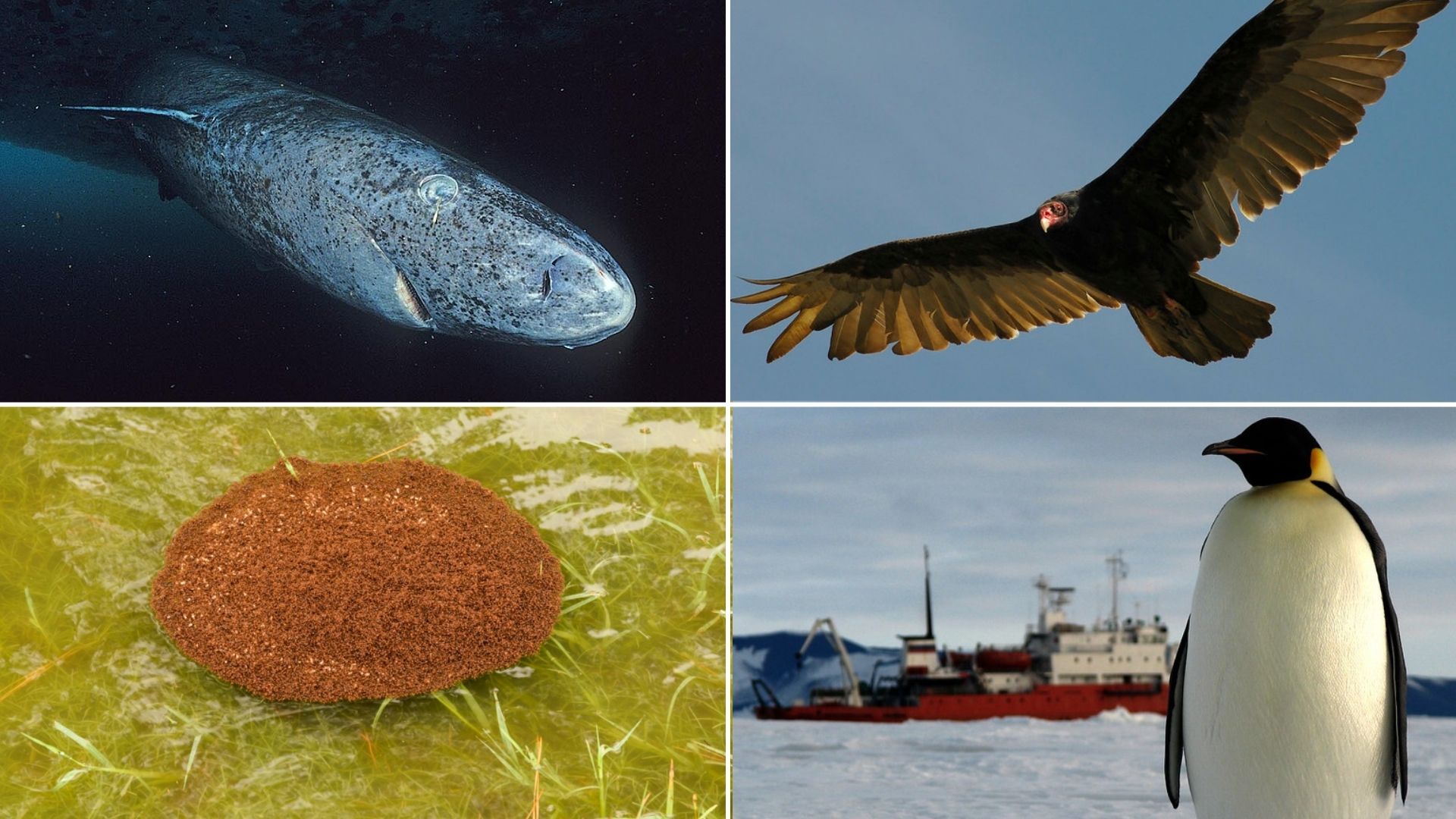 Meet real doomsday survivors: Eight animals that could survive apocalypse