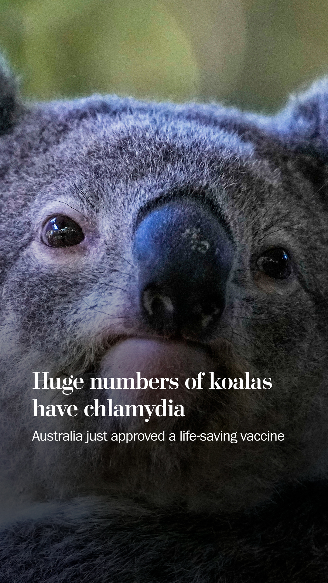 Australia approves vaccine to save koalas from chlamydia