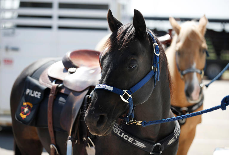 Lubbock PD's Mounted Patrol Unit celebrates 25 years of service ...