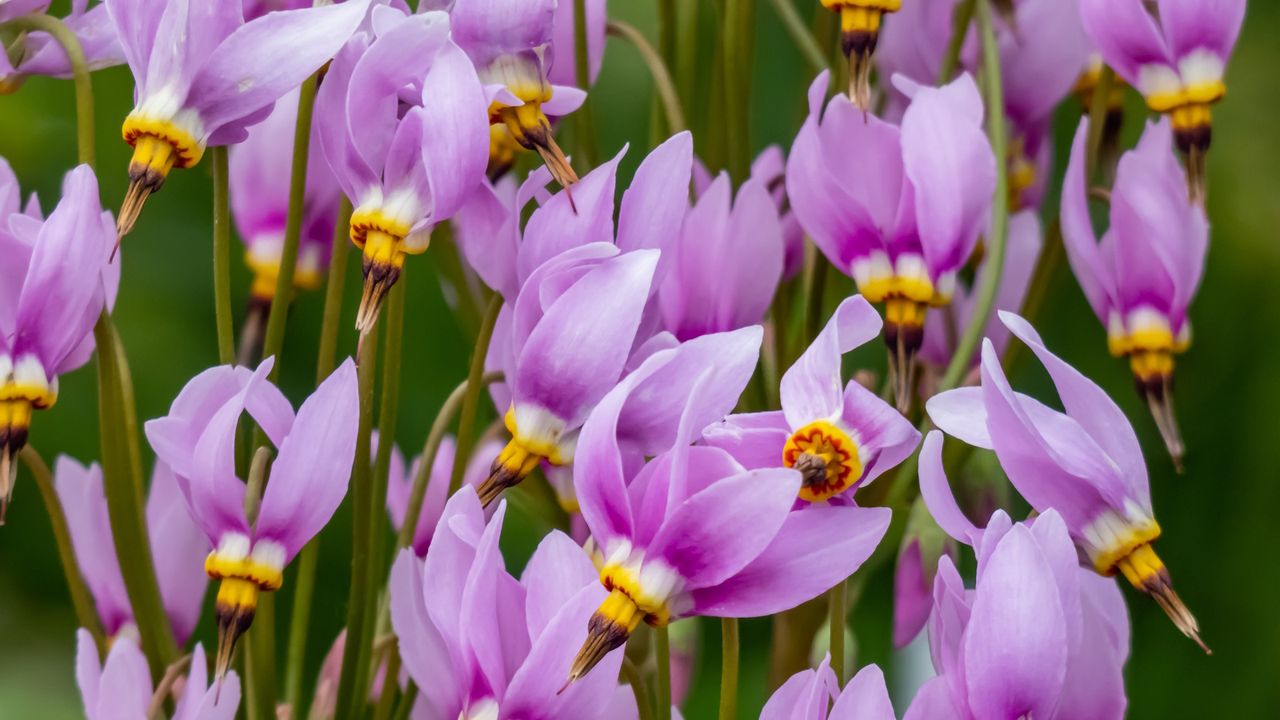 How to grow shooting star – for a tough yet pretty flowering ground ...