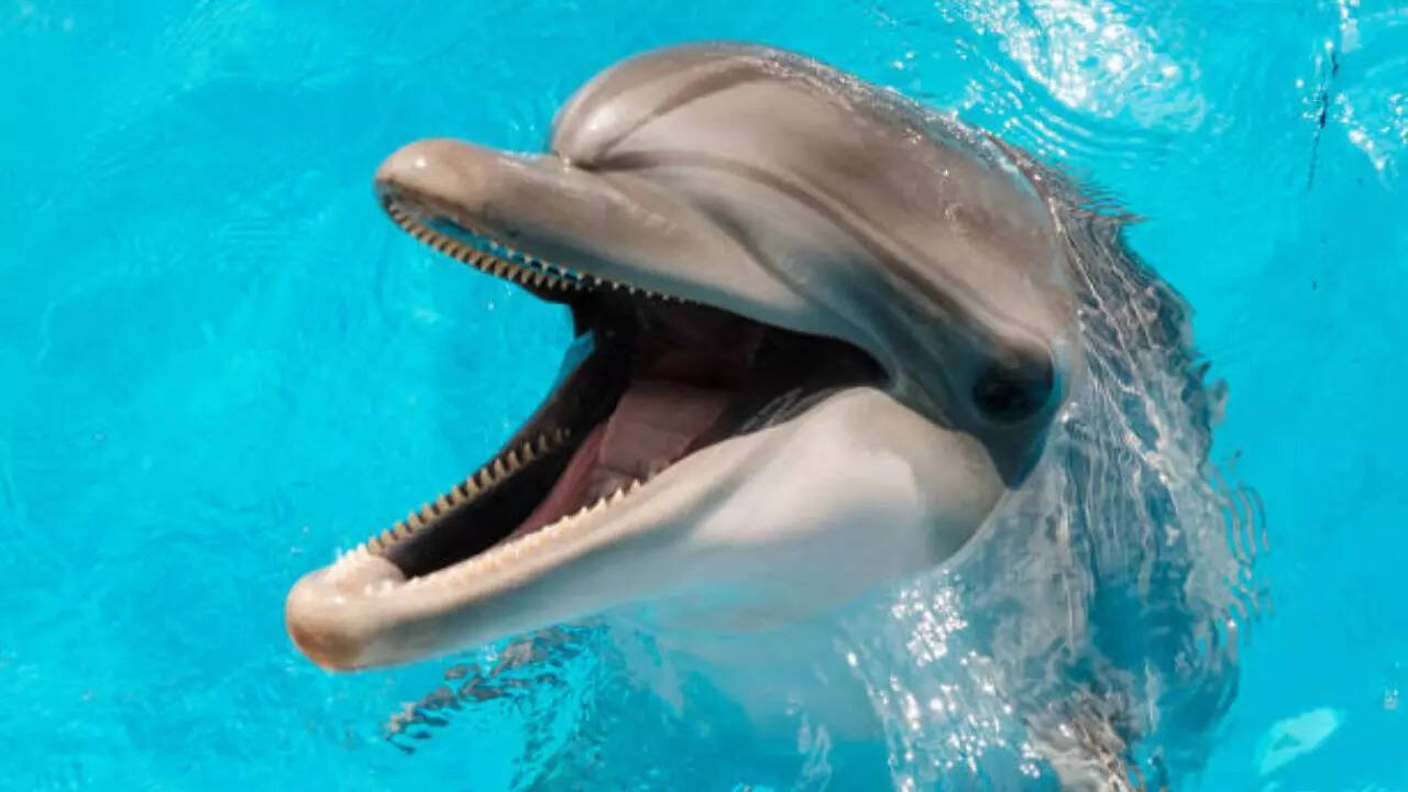 5 animals that act like humans and why