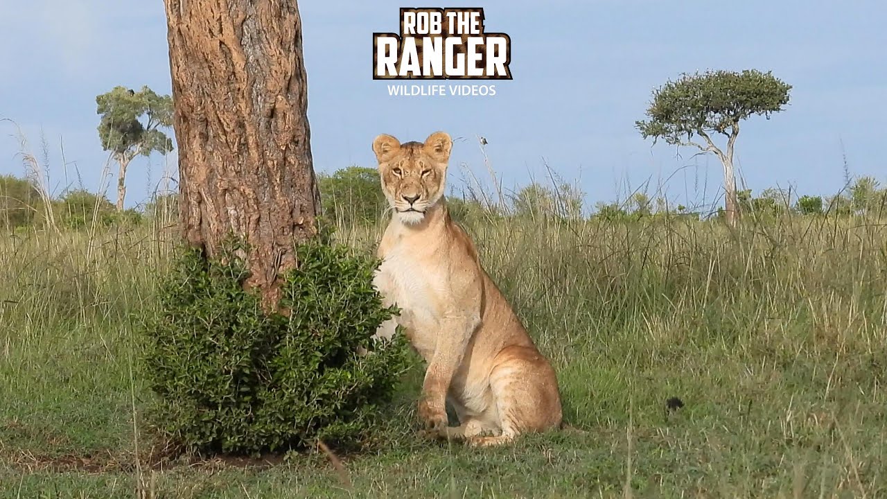 Lionesses Take a Stroll Through Morning Light