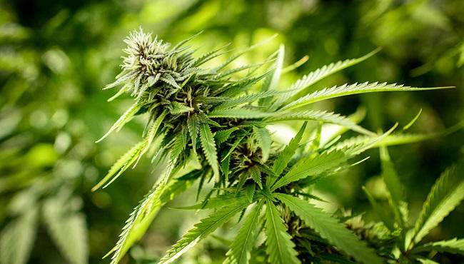 ‘Third World Mob’ gang member guilty of trafficking over 2K pounds of ...