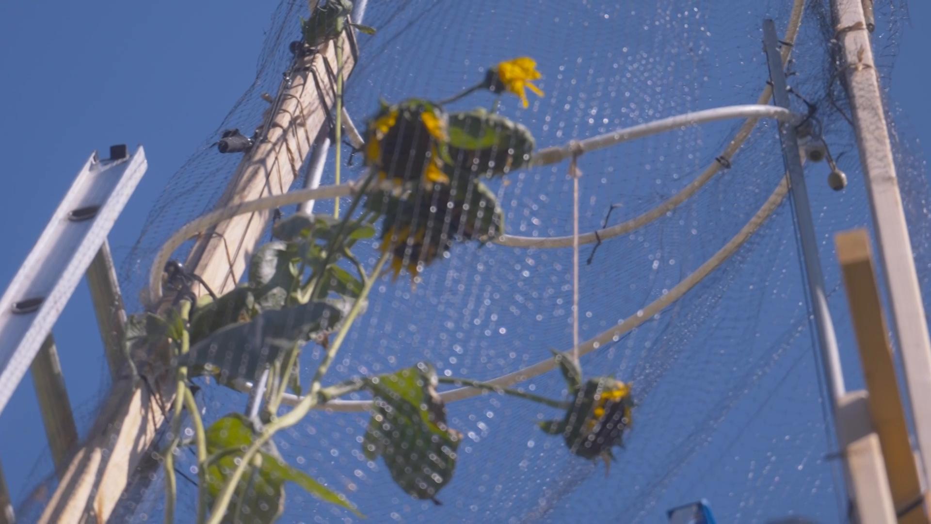 The world's tallest sunflower blooms in an Indiana backyard as a ...