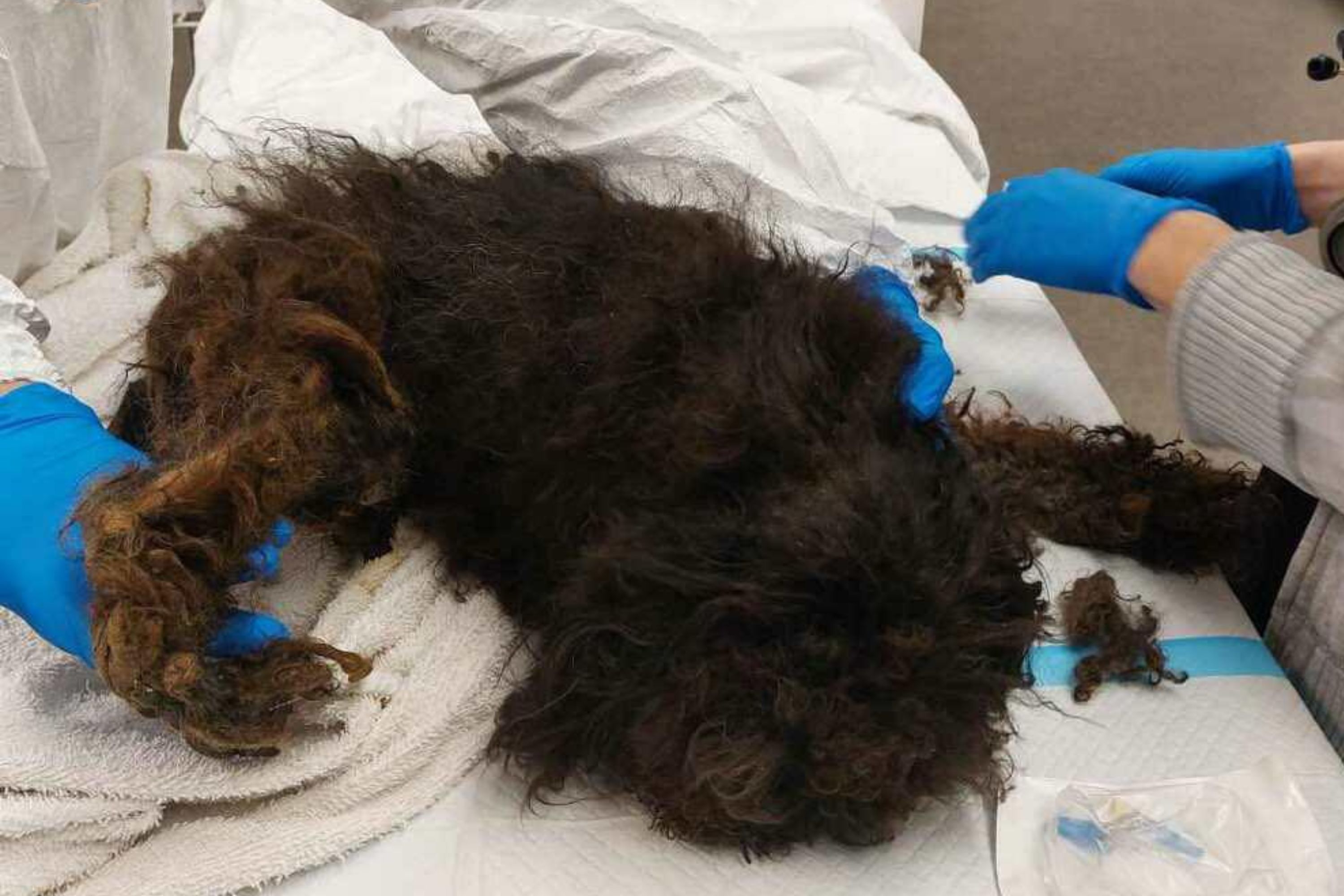 Dog survives 11 days trapped after owner's emergency—now fighting for life