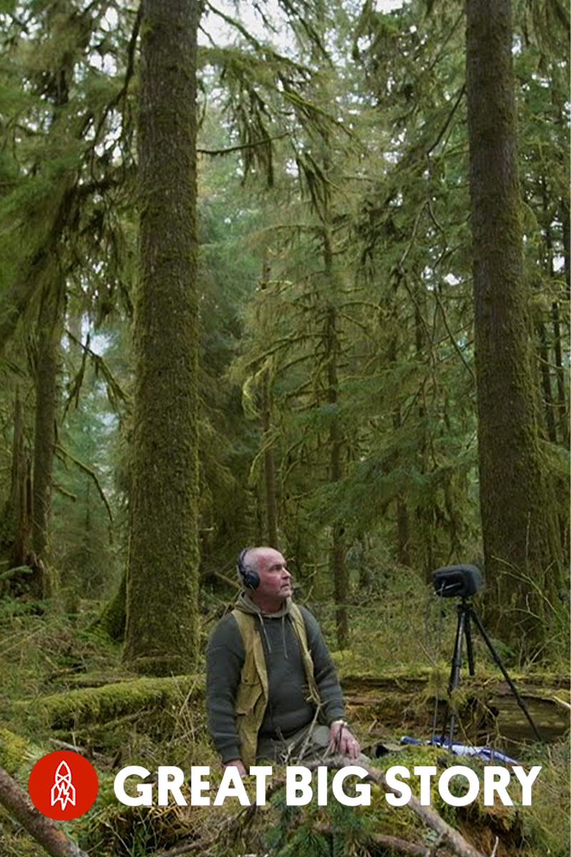 A busca do silêncio, a missão de Gordon Hempton no vale hoh