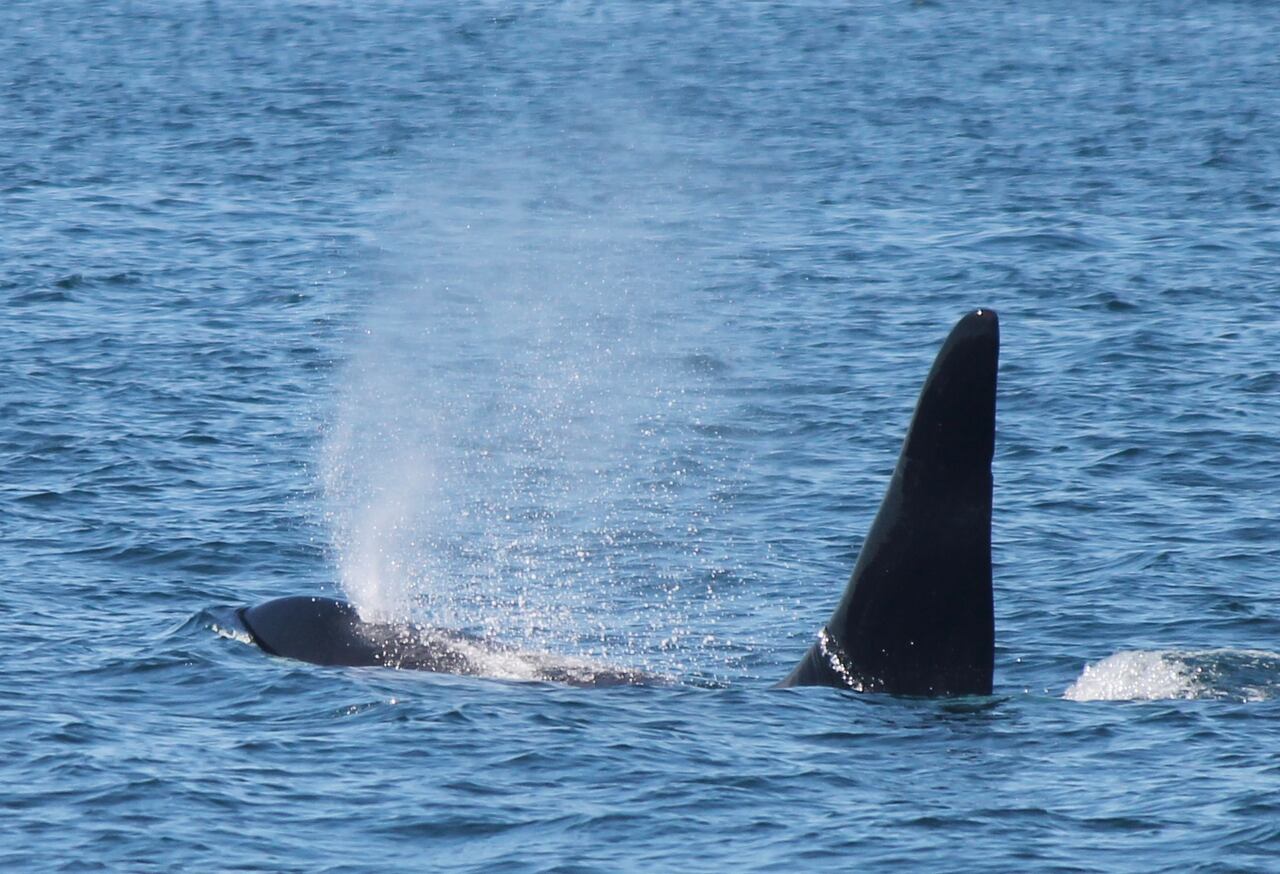 Orca known as Old Thom returned to N.B. this summer to the delight of ...