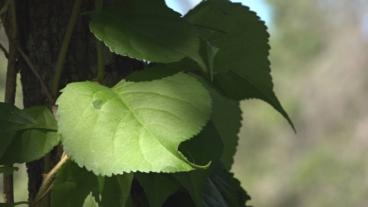This invasive, fast-growing vine could pose a major threat to Maine's ...