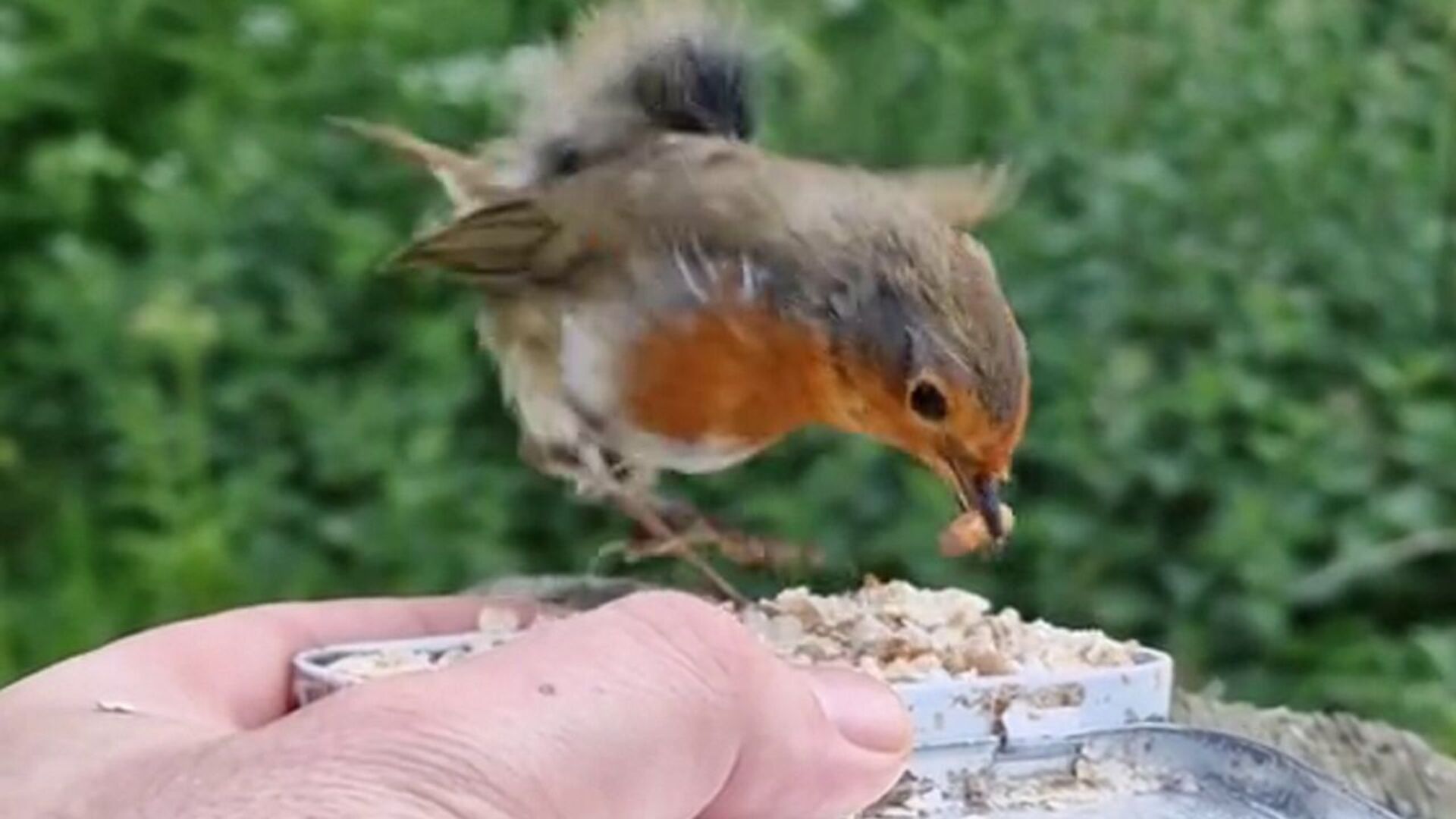 Man Has Been Feeding Red-Breasted Robins For 11 Years