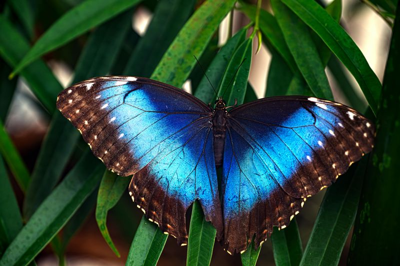 10 Beautiful Types Of Butterflies