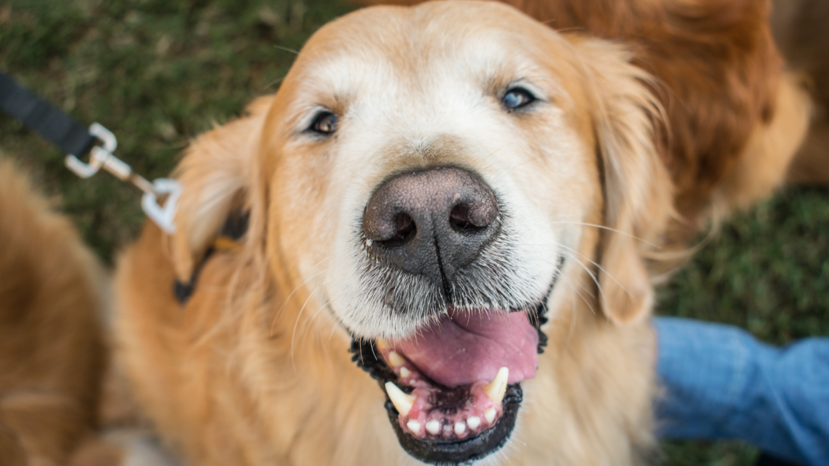 Golden Retriever Wrestling With Her Fur-Sibling Is Just Happy to Be There
