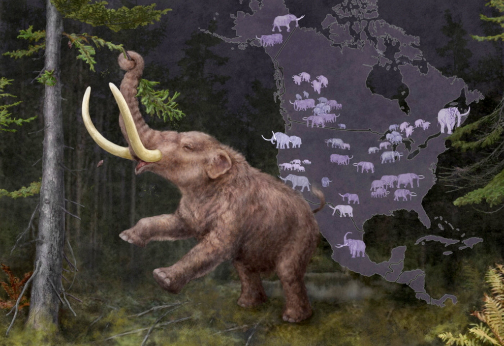 Elephants’ ancestors constantly migrated due to climate change