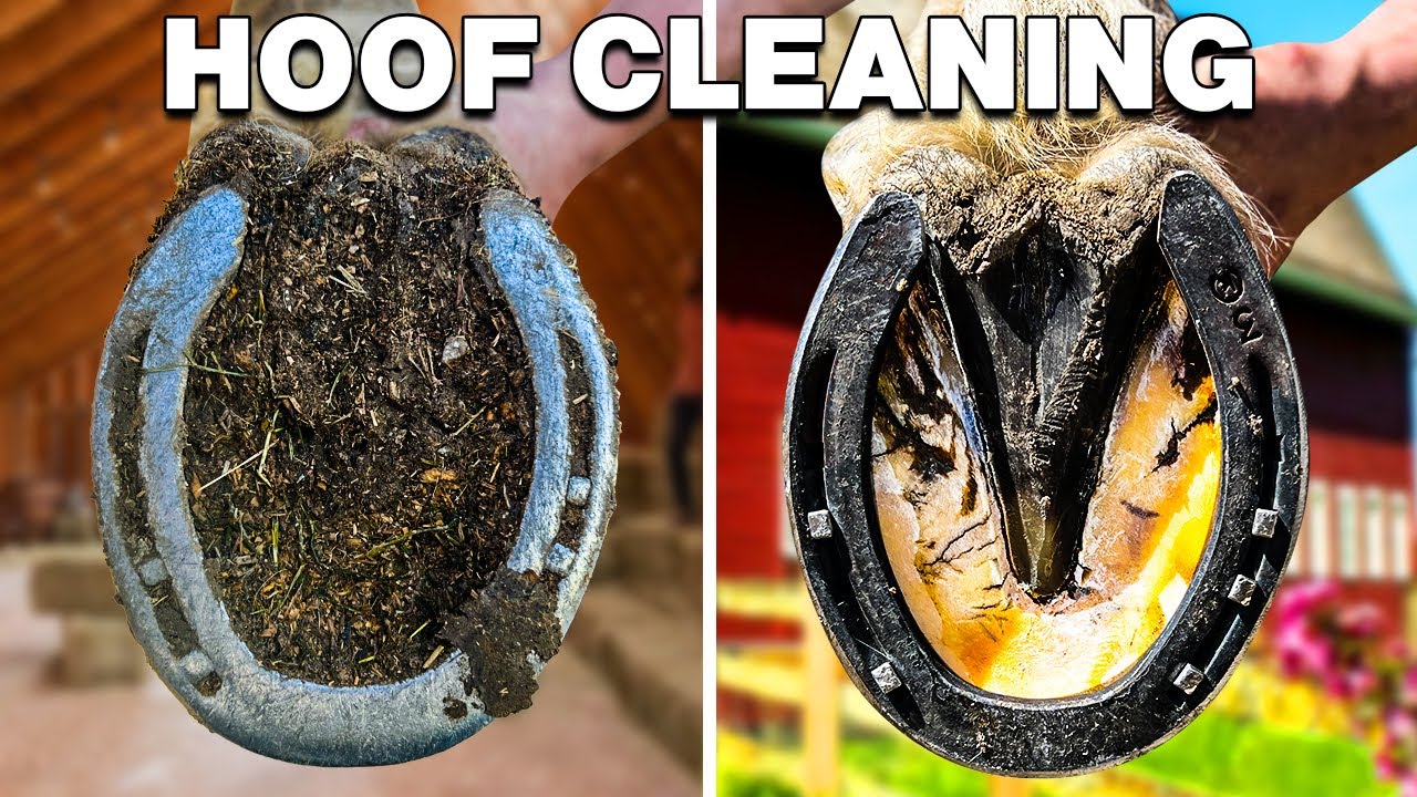 Horse Hoof Transformation 🐴