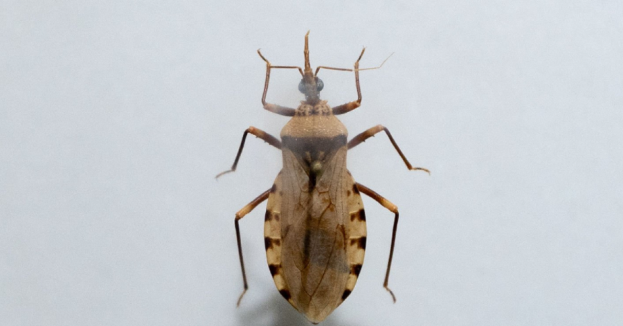 ‘Kissing Bug’ An insect bite that you won’t even notice could have ...