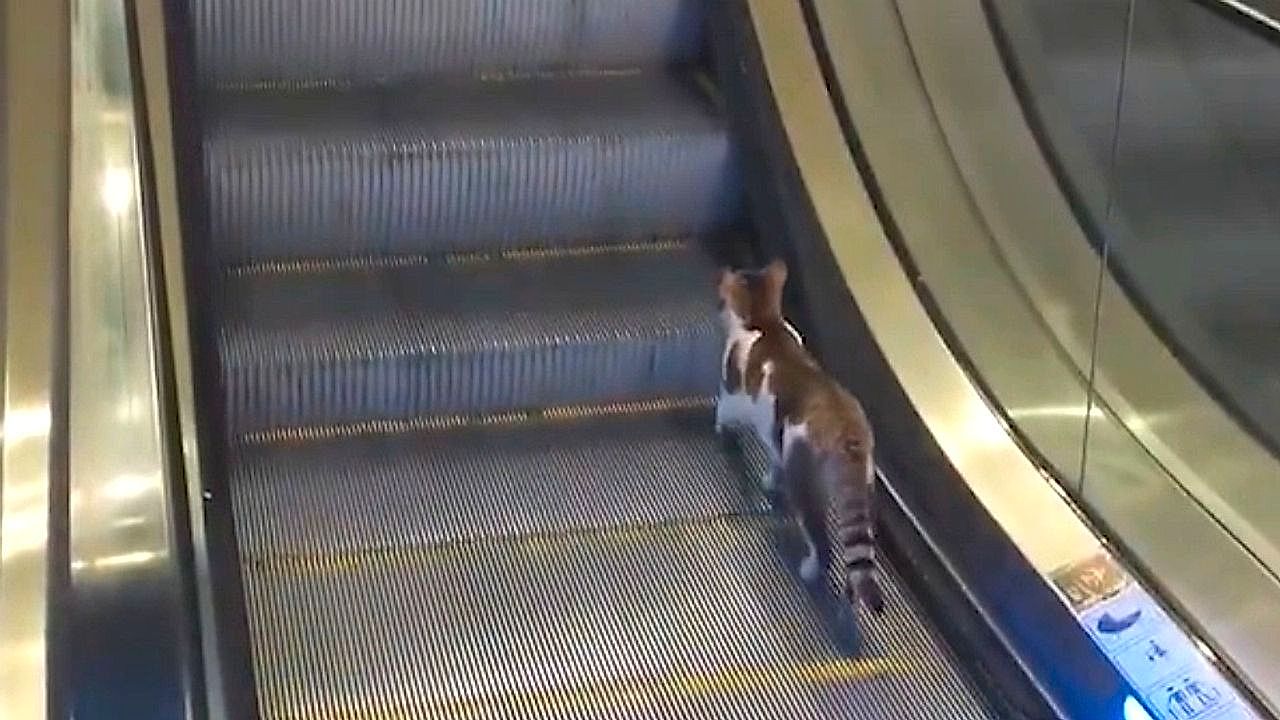 Stubborn cat tries to take airport escalator – the wrong way