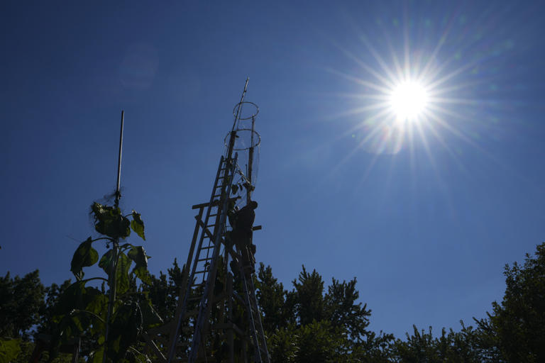 The world's tallest sunflower blooms in an Indiana backyard as a ...