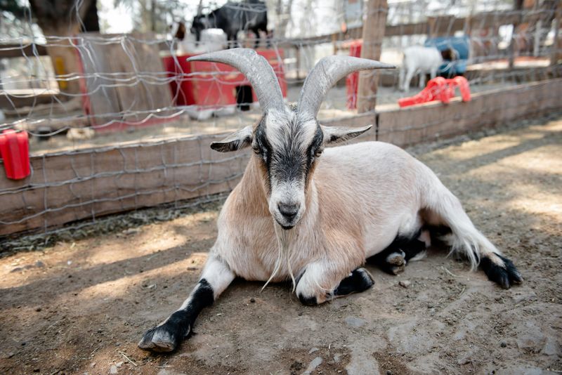 7 Goat Breeds That Are Almost Too Cute To Handle