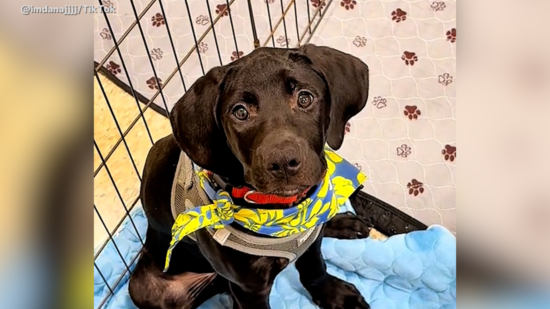 Black labrador Ignored By Adopters