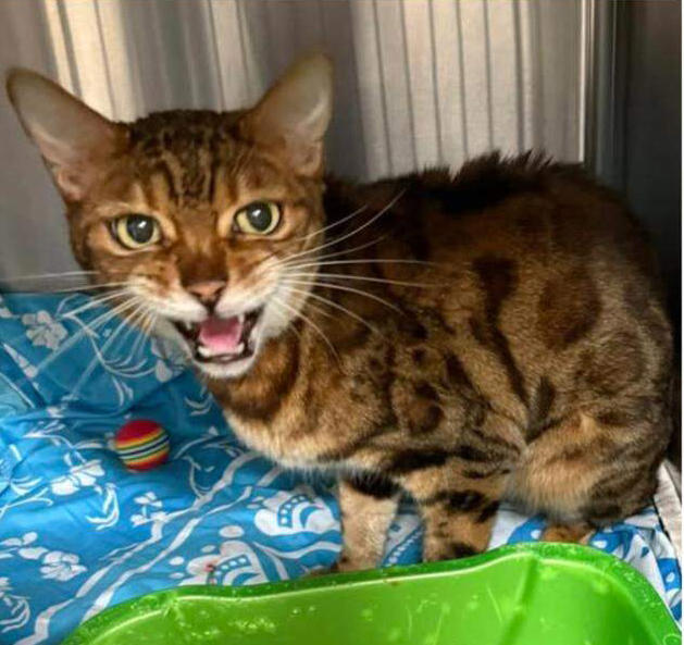 Purr-fect reunion: Florida family finds missing cat 900 miles away in ...