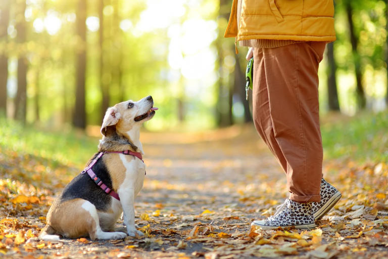 Dog Trainer Reveals Why ‘Stay’ Means So Much More Than Just ‘Don’t Move’