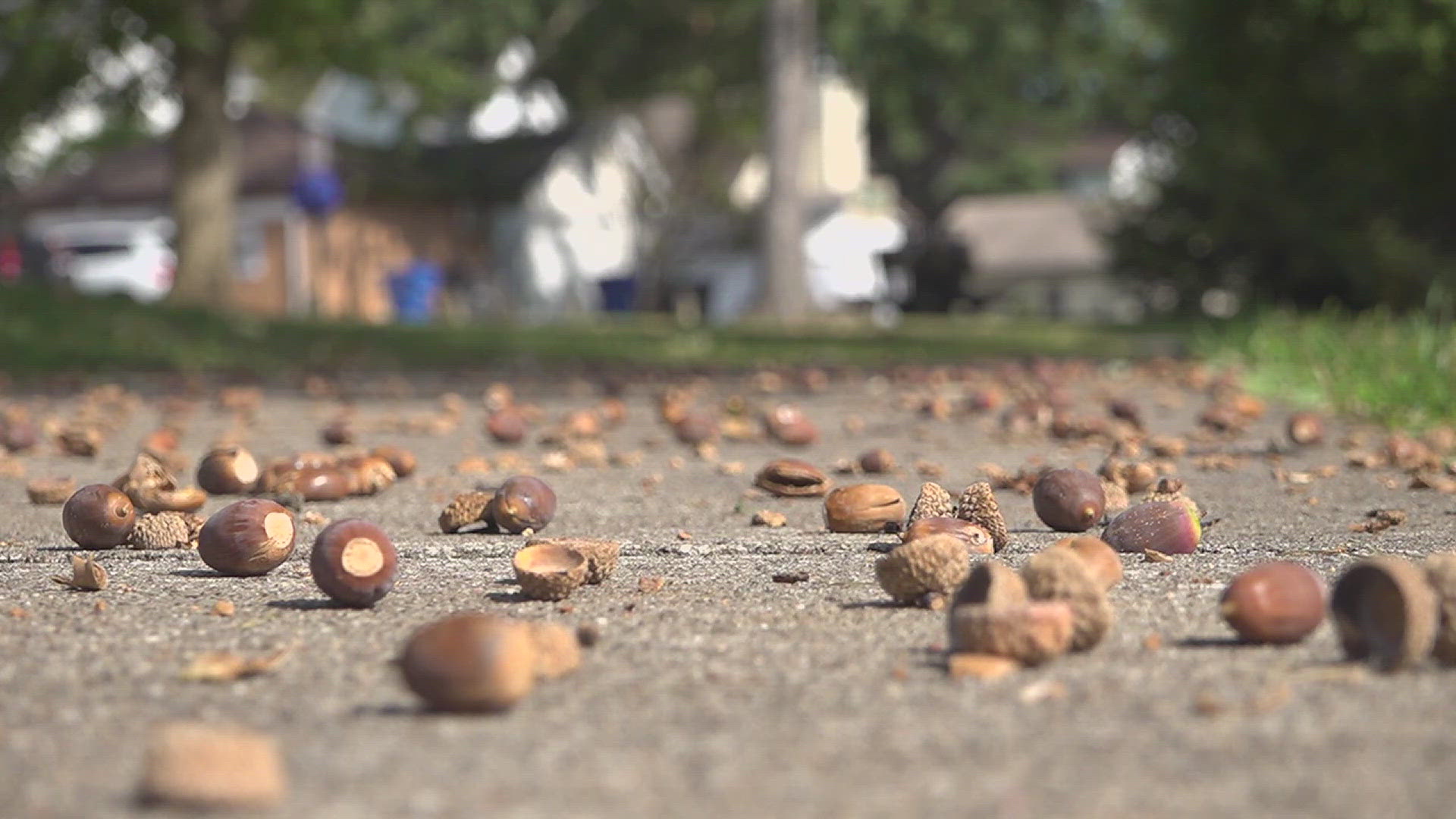 Why oak trees are dropping so many acorns right now