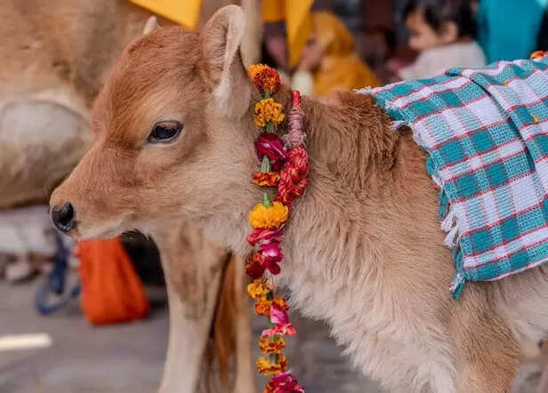 Why Cows Are Worshipped in India (And What It Really Means)