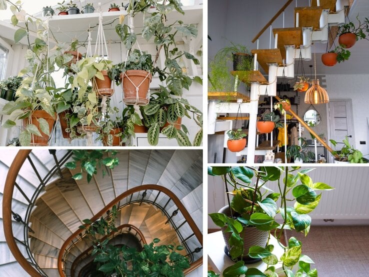 Die schönsten Pflanzen fürs Treppenhaus – schick, grün & pflegeleicht