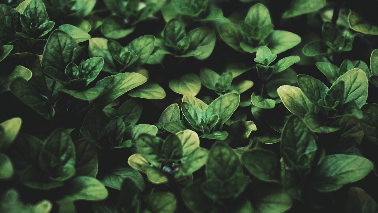 5 herbs you can easily grow in balcony or terrace garden
