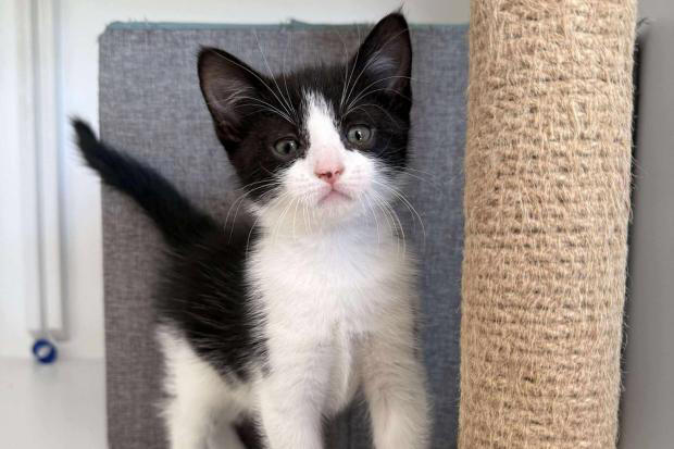 Cheeky little kitten who loves to play is looking for a loving home