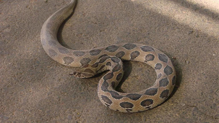 Most dangerous snakes in the world that attack in silence: Black Mamba ...