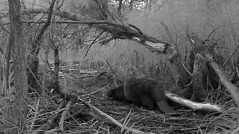 Baby beavers bring joy to nature reserve