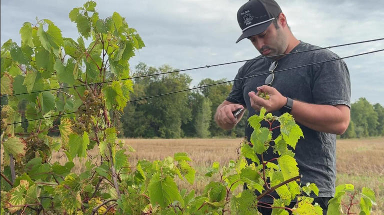 'There's a lot of potential': Dry summer has Ottawa vineyard excited ...