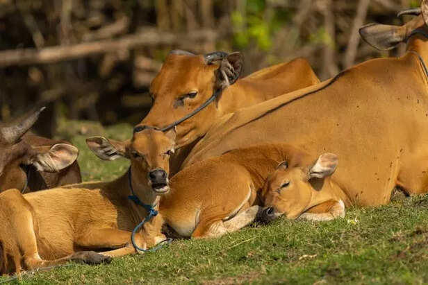 Why Cows Are Worshipped in India (And What It Really Means)