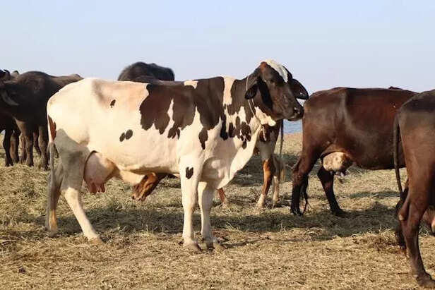 Why Cows Are Worshipped in India (And What It Really Means)