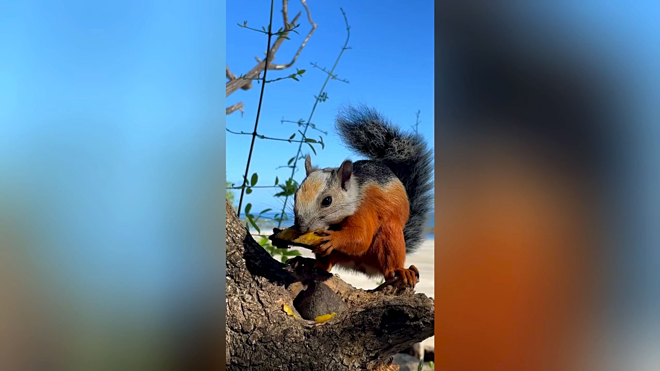 Squirrel Eating on the Beach