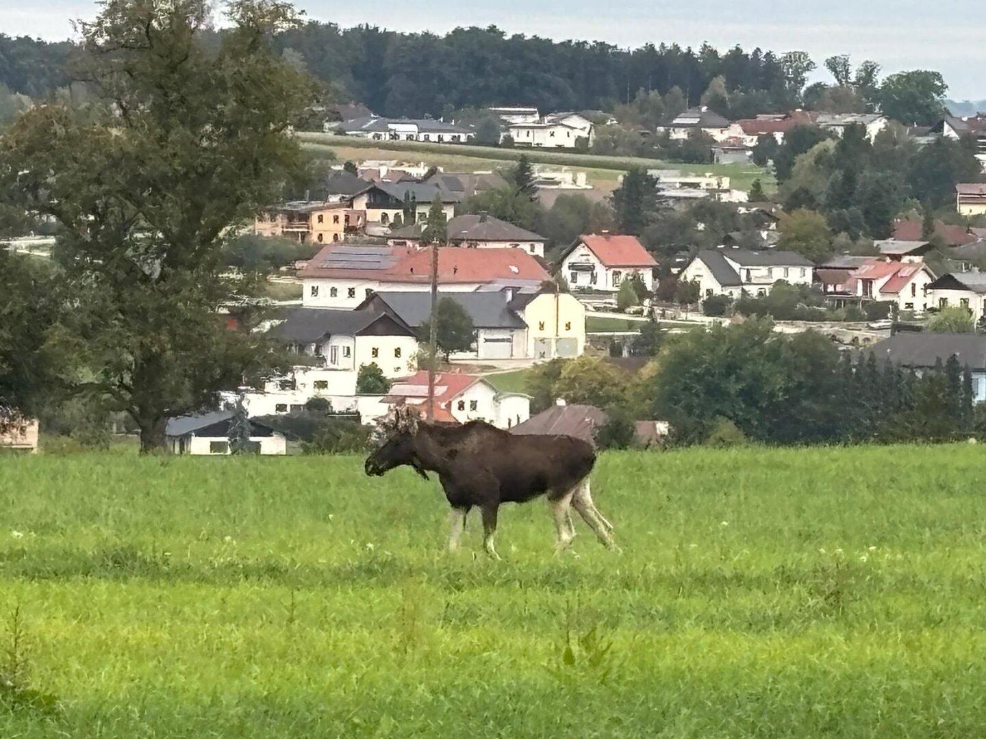Elch Emil narrt alle: Samstagfrüh tauchte er im Bezirk Amstetten auf