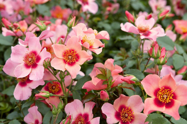 How to pick the perfect bush and shrub roses for your garden