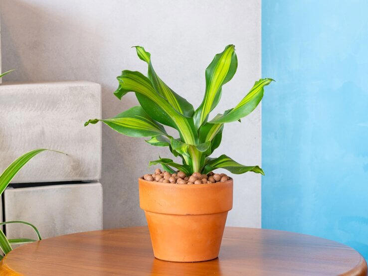 Die schönsten Pflanzen fürs Treppenhaus – schick, grün & pflegeleicht