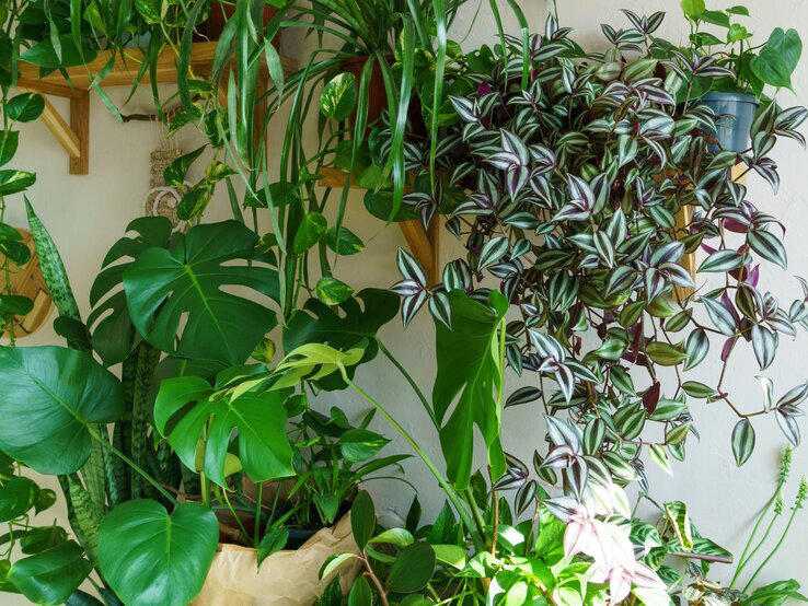 Die schönsten Pflanzen fürs Treppenhaus – schick, grün & pflegeleicht