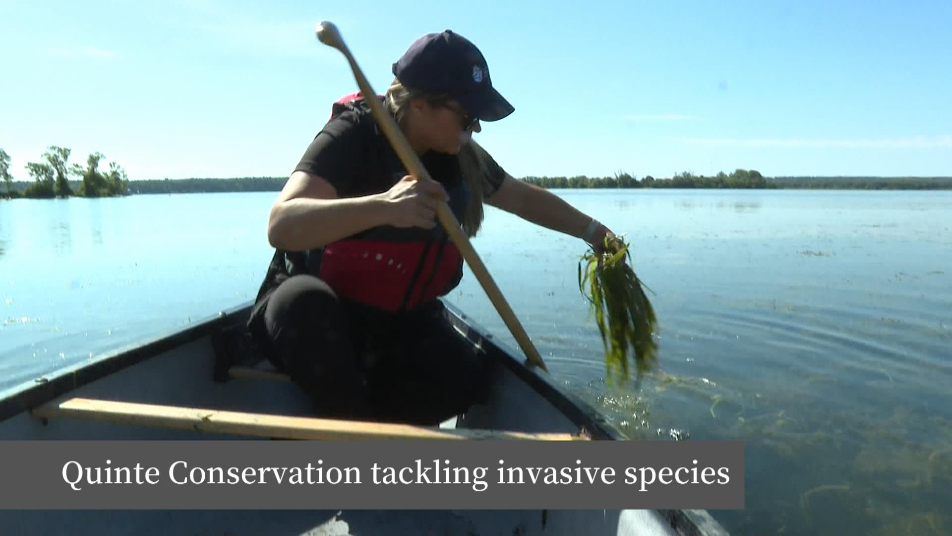 Quinte Conservation tackling invasive species